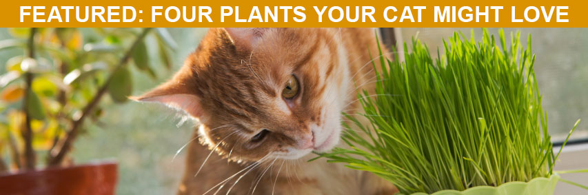 Home [www.cathealth.com]