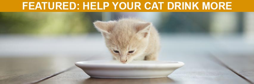 Cat Health & Cat Behavior | CatHealth.com