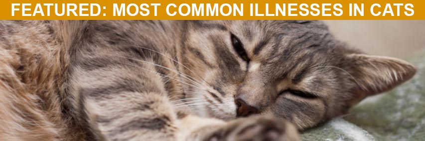 Cat Health & Cat Behavior | CatHealth.com